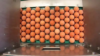 How do eggs protect us from flu? - BBC News