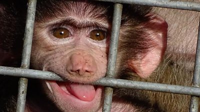 Diego the baby baboon that took Welsh rescuers by surprise - BBC News