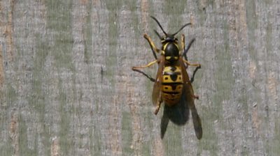 What are wasps for? Chris Packham is here to tell you! - BBC Newsround
