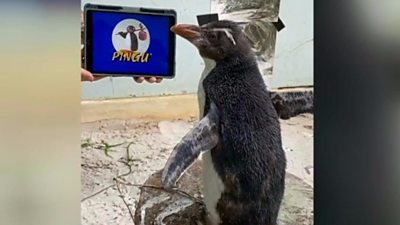 Meet Pierre - the real-life penguin who watches Pingu - BBC Newsround