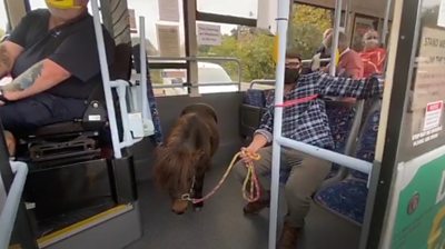 Pony therapy: Cockington's pint-sized pony takes bus ride - BBC News