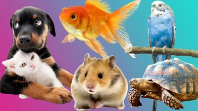 CBBC Creative Lab Art Game: Colour In, Craft, Create and Design With ...