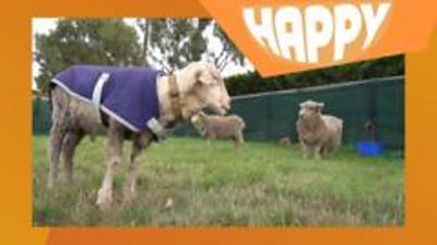 CBBC Creative Lab Art Game: Colour In, Craft, Create and Design With ...