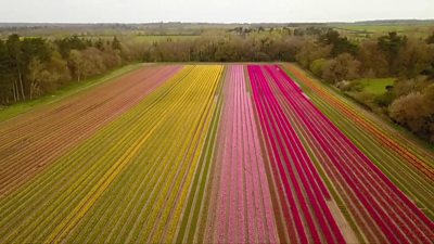 UK's largest tulip fields open to public to help Norfolk hospice - BBC News