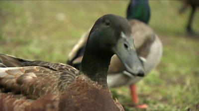 Meet Long boi - The super tall duck from York - BBC Newsround