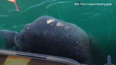 Wally the Walrus spotted in the Isles of Scilly - BBC News