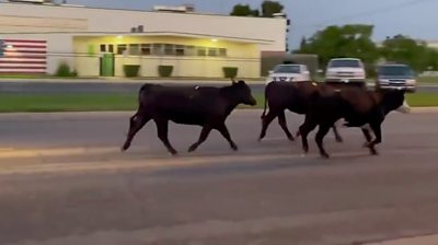 Runaway cows escape California meatpacking plant - BBC News