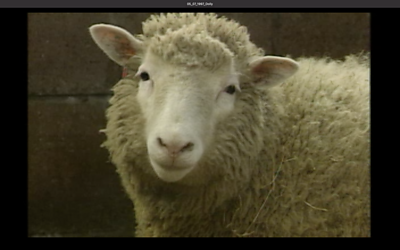 BBC Archive 1997: Dolly the sheep revealed to the press - BBC