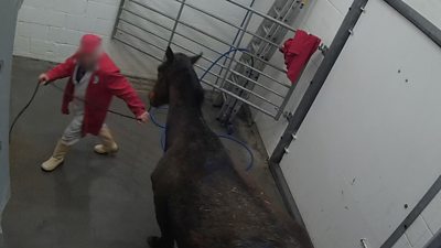 Horse racing: Inside the abattoir slaughtering racehorses - BBC News