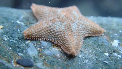 Sea Life Blackpool: Meet Ellie the Rockpool Ranger - BBC Newsround
