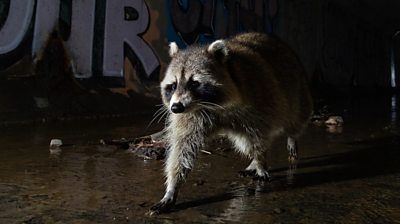 The art of a great urban wildlife photo - BBC News