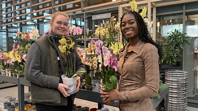 How to keep your houseplants alive - BBC Newsround