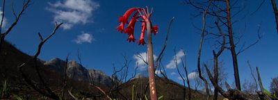 The Green Planet: Seasonal Worlds - Media Centre