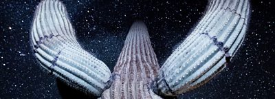 The Green Planet: Desert Worlds - Media Centre