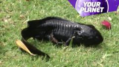 Car Game For Kids - Play Free Online - Blue Peter Rally Racing - CBBC - BBC