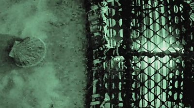 Scallops caught with illuminated pots in fishing breakthrough - BBC News