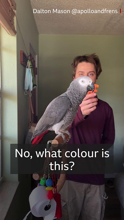 Apollo the African Grey Parrot learns to identify colours - BBC News