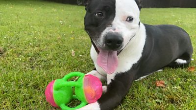 Dog missing from Newtownabbey found in Manchester - BBC News