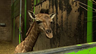 Sparsholt College launches welfare centre for animals - BBC News