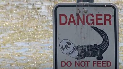 Florida man loses his arm in alligator attack - BBC News