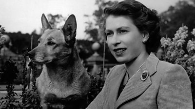 Queen Elizabeth II: The Welsh corgis fit for Her Majesty - BBC News