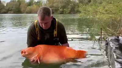 Angler catches gargantuan goldfish - BBC News