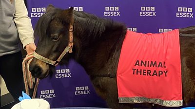 Therapy pony visits BBC Essex studios - BBC News