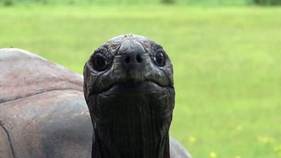 Jonathan the tortoise turns 190! - BBC Newsround