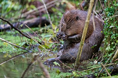 Holnicote Estate beaver enclosure virtual tour launches - BBC News