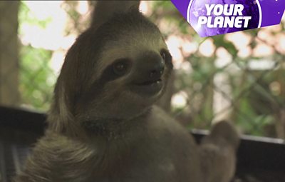 Your Planet: nature and the environment - BBC Newsround