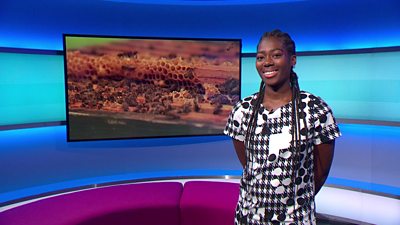Watch Newsround - BBC Newsround