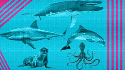 Quiz: Whale shark true or false? - CBBC - BBC