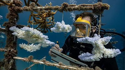 The race to save coral from Florida's hot ocean temperatures - BBC News