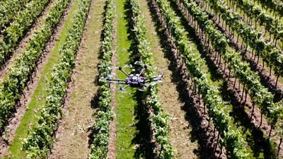 Kent vineyard uses drone technology to improve crop - BBC News