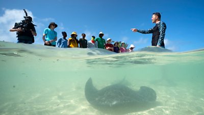 Steve Backshall deep dives into shark conservation in new CBBC series ...