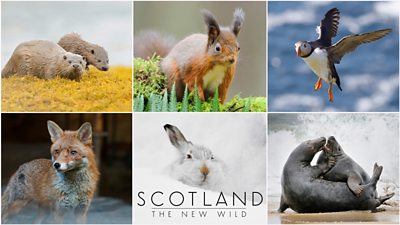 Scotland The New Wild offers a "breath-taking portrait of Scotland's ...