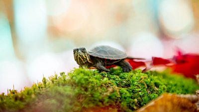 Big Little Journeys Series Producer Paul Williams reveals how to track ...