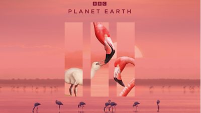 Planet Earth III Episode 1 Coasts - Everything you need to know