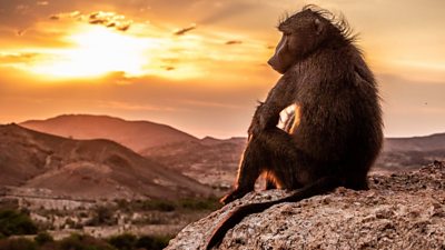 Planet Earth III Episode 3 Deserts & Grasslands - Everything you need to know