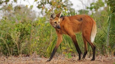 Planet Earth III Episode 3 Deserts & Grasslands - Everything you need ...