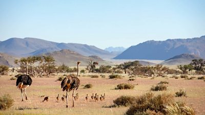 Planet Earth III Episode 3 Deserts & Grasslands - Everything you need to know