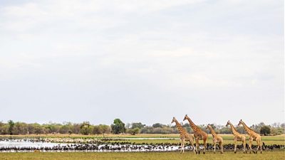 Planet Earth III Episode 3 Deserts & Grasslands - Everything you need ...