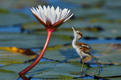 Planet Earth III Episode 4 Freshwater - Everything you need to know