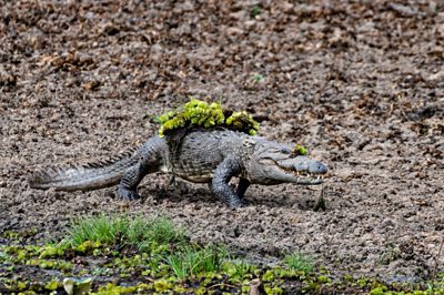 Planet Earth III Episode 4 Freshwater - Everything you need to know