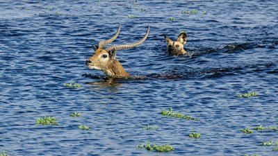 Planet Earth III Episode 4 Freshwater - Everything you need to know