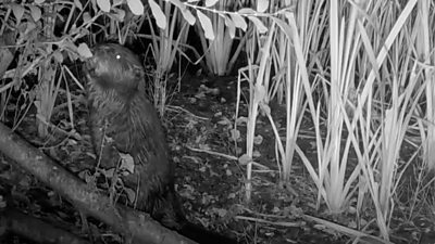 Watch: New kits on the block as beavers give birth - BBC News