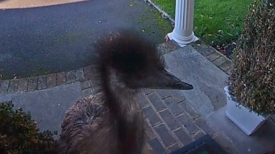 Escaped emu joins traffic on main road while on the run - BBC News