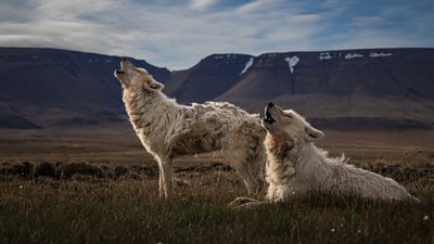 Planet Earth III Episode 6 Extremes - Everything you need to know