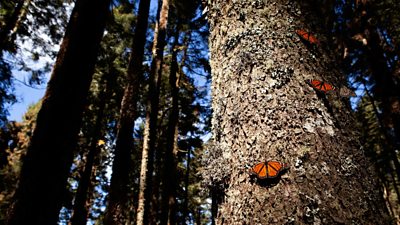 Planet Earth III Episode 6 Extremes - Everything you need to know