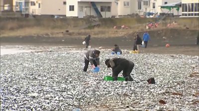 Japan: Thousands of dead fish mysteriously wash up on beach - BBC News